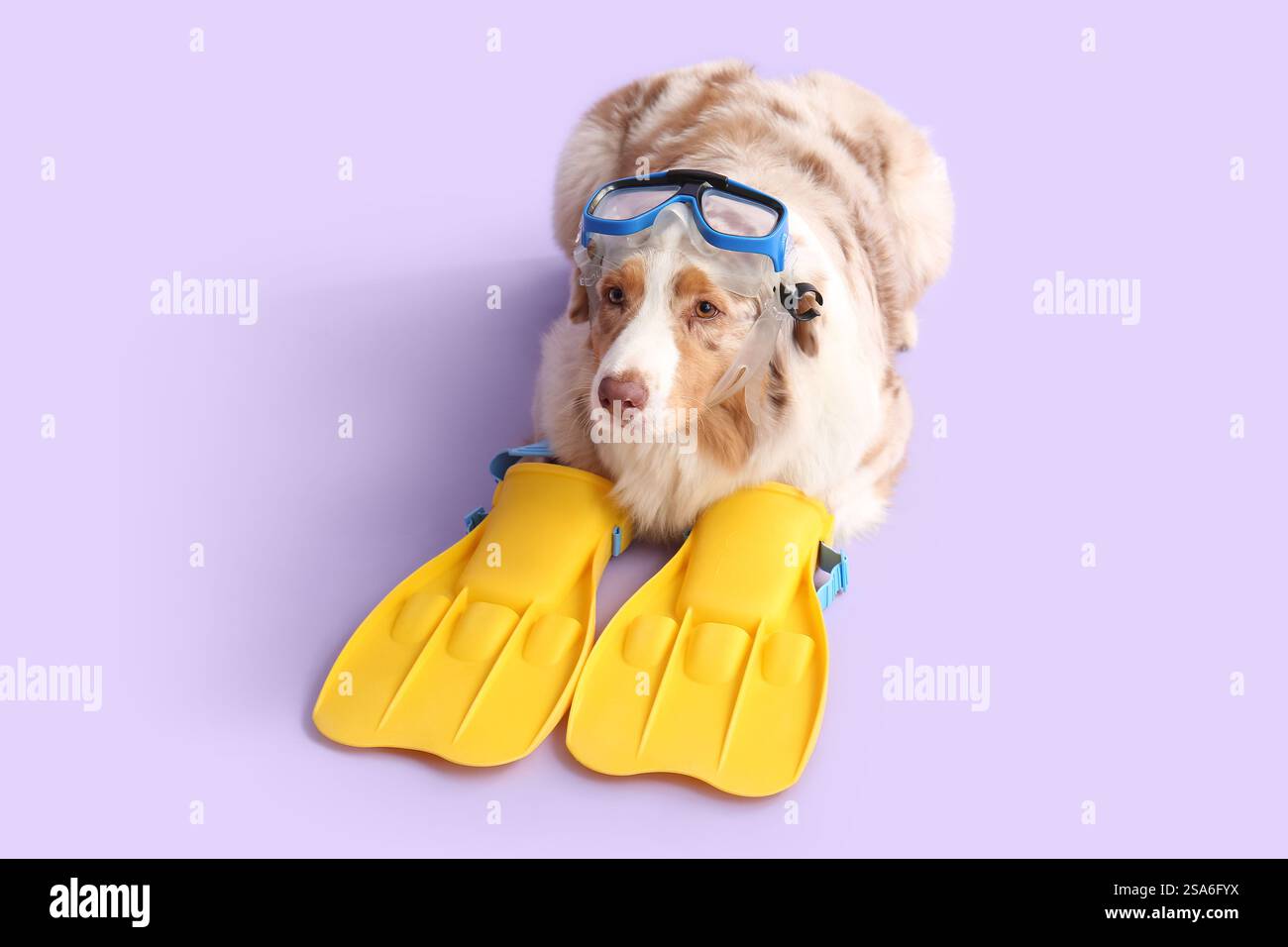 Cute Australian Shepherd dog with flippers and diving mask on lilac ...