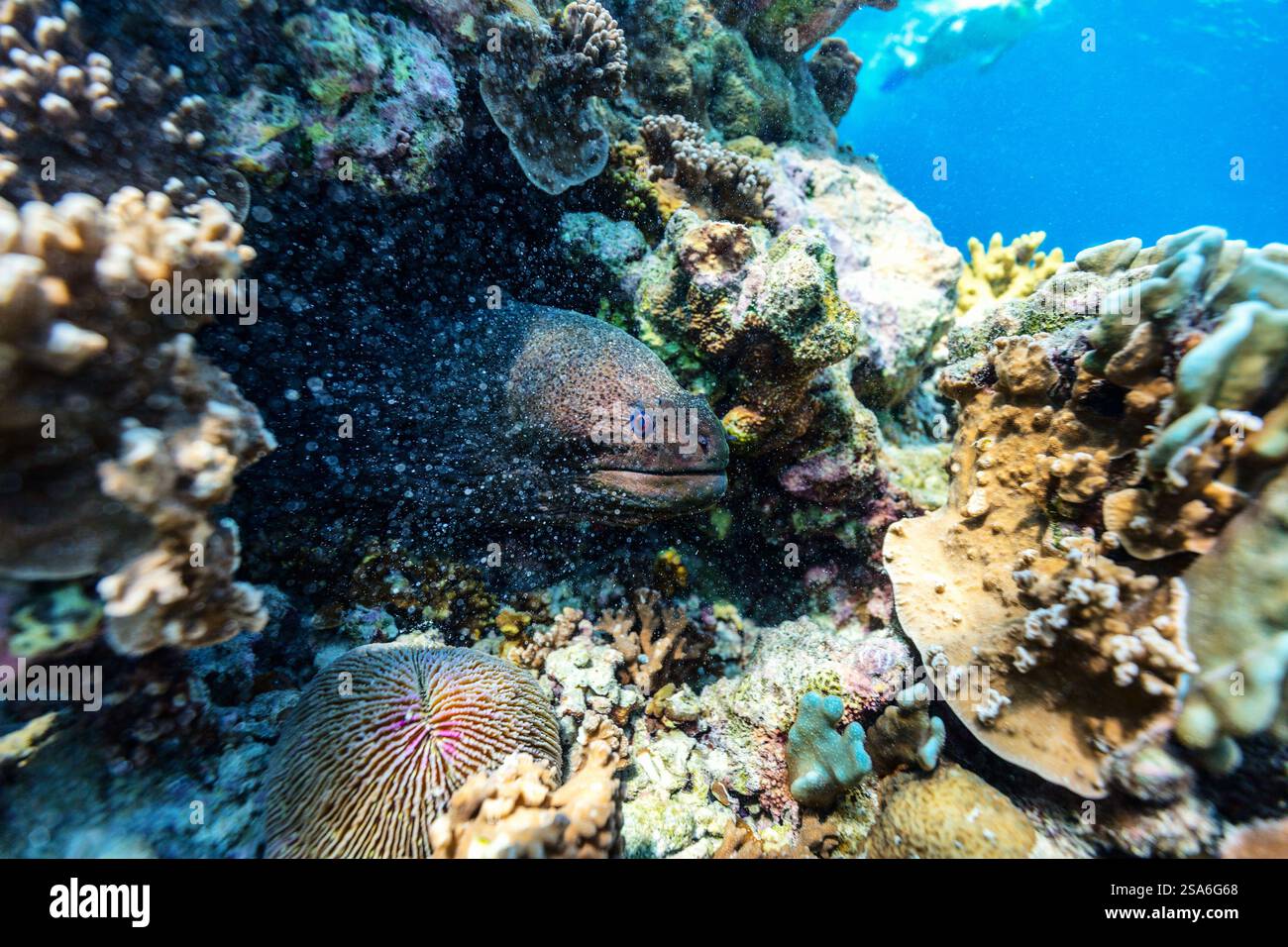 Beautiful colorful coral reef, moray eel and tropical fish underwater ...