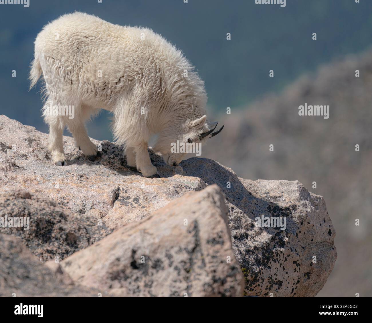 Rocky Mountain goat on ledge, Mount Evans Wilderness Area, Colorado ...