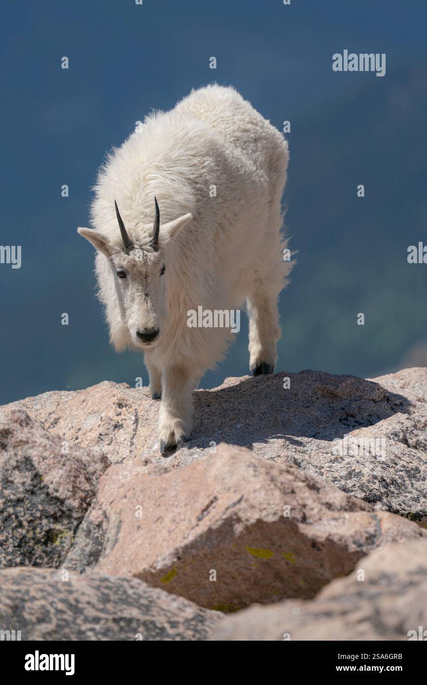 Rocky Mountain goat on ledge, Mount Evans Wilderness Area, Colorado ...