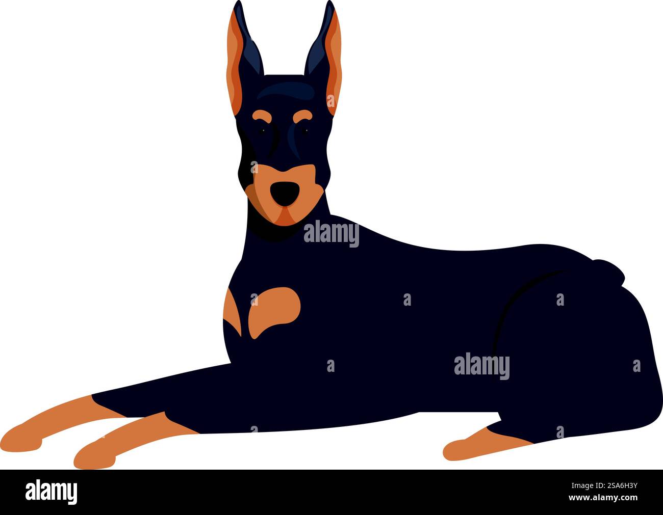 Black and tan doberman pinscher lying down with its paws outstretched ...