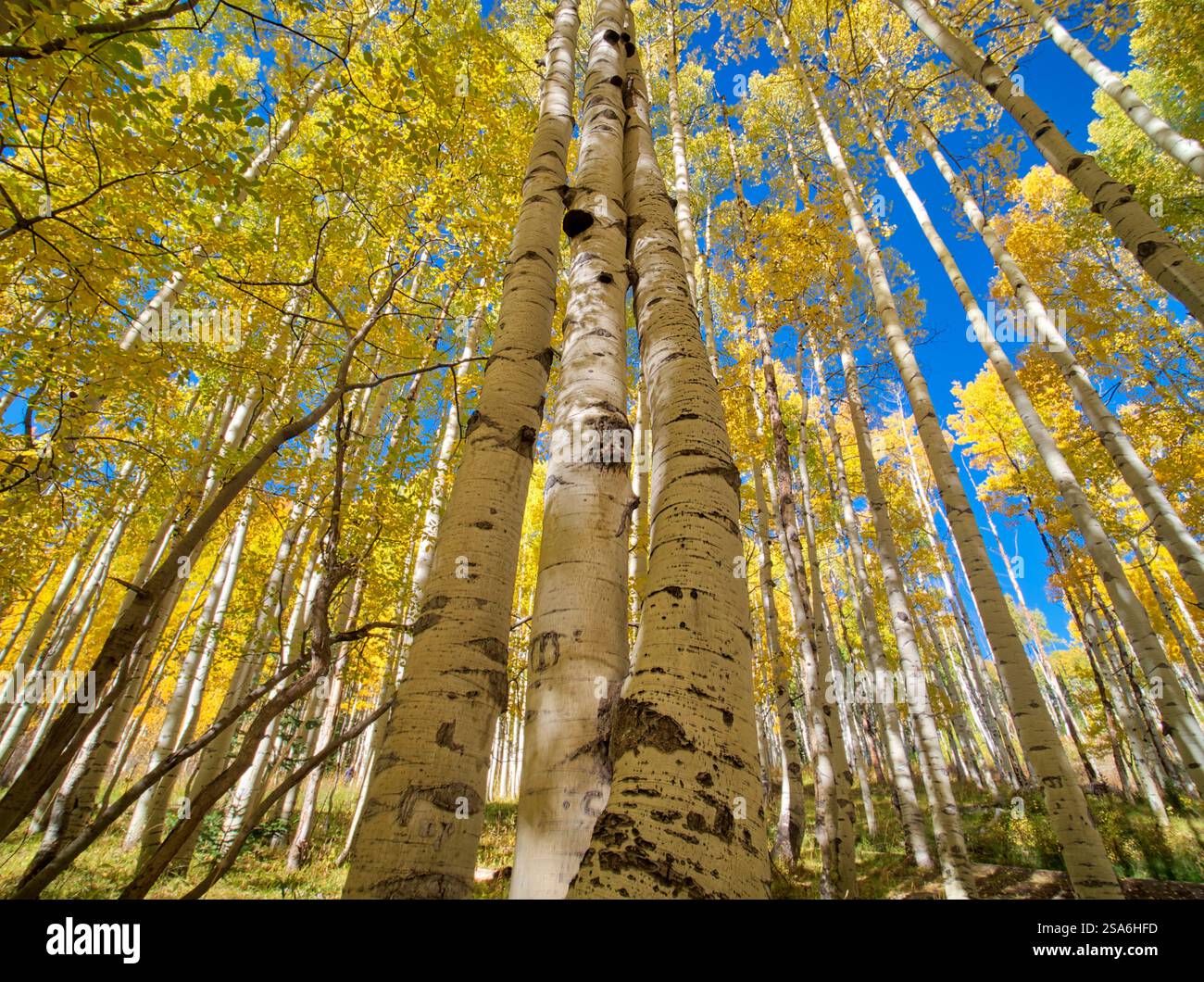 USA, Colorado, Kebler Pass. Aspen forest in fall color as seen from the ...