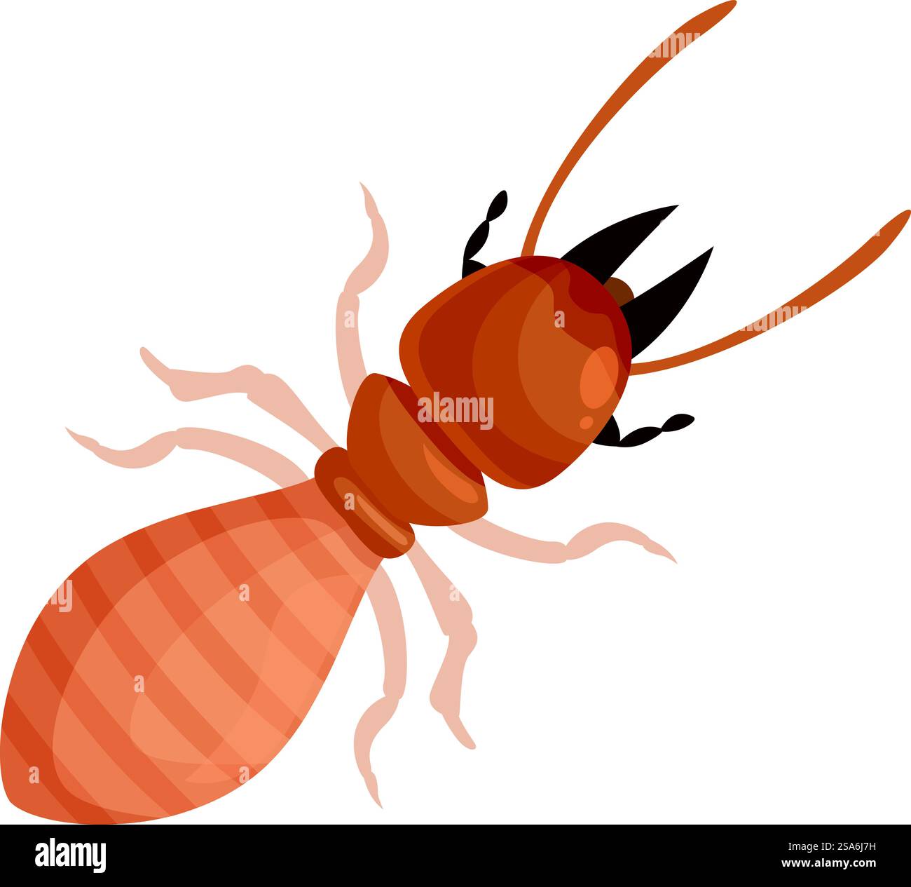 Big brown termite insect crawling on a white background. Big brown ...