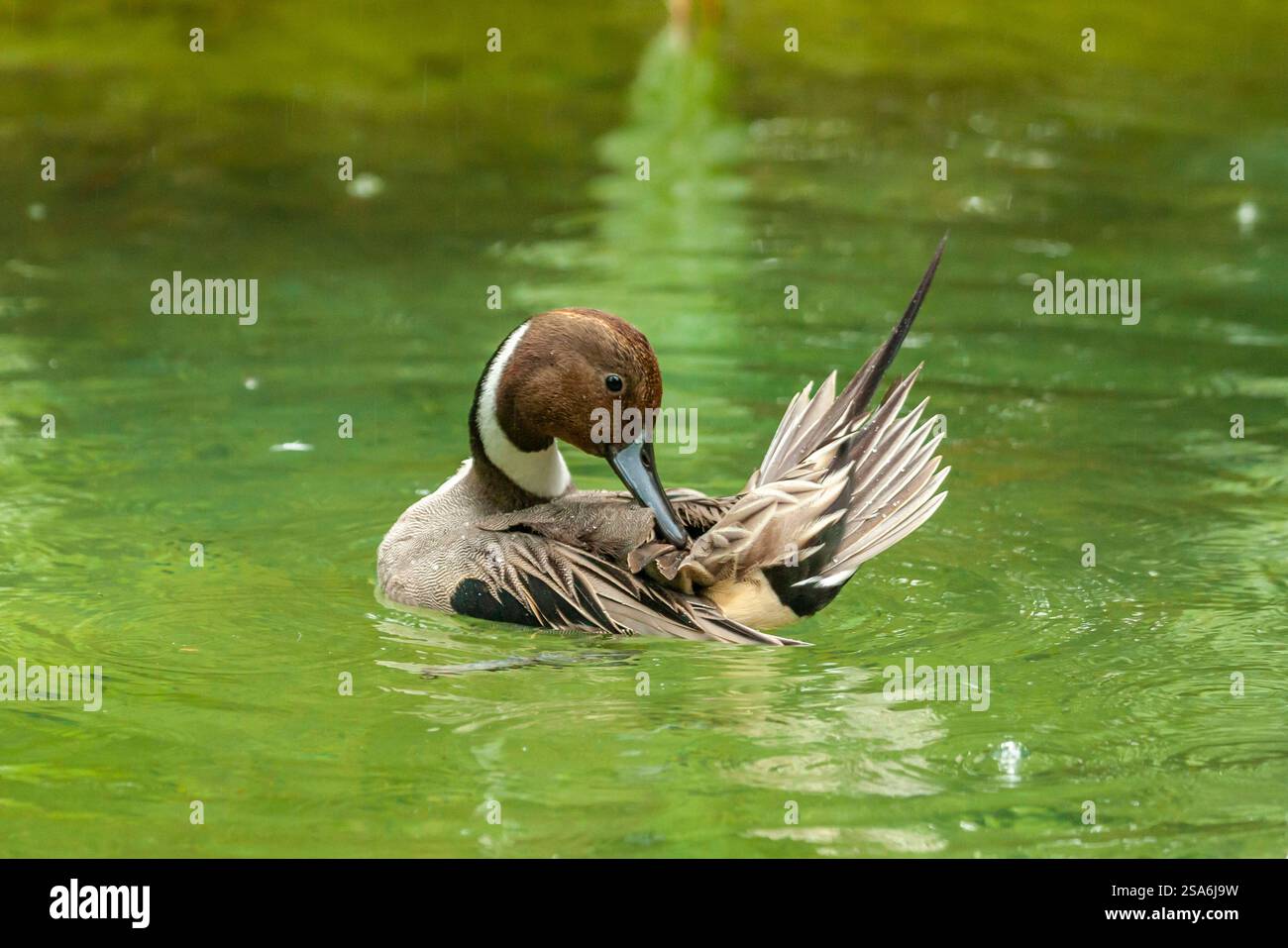 USA, Florida, Anastasia Island. Pintail drake duck preening in water ...
