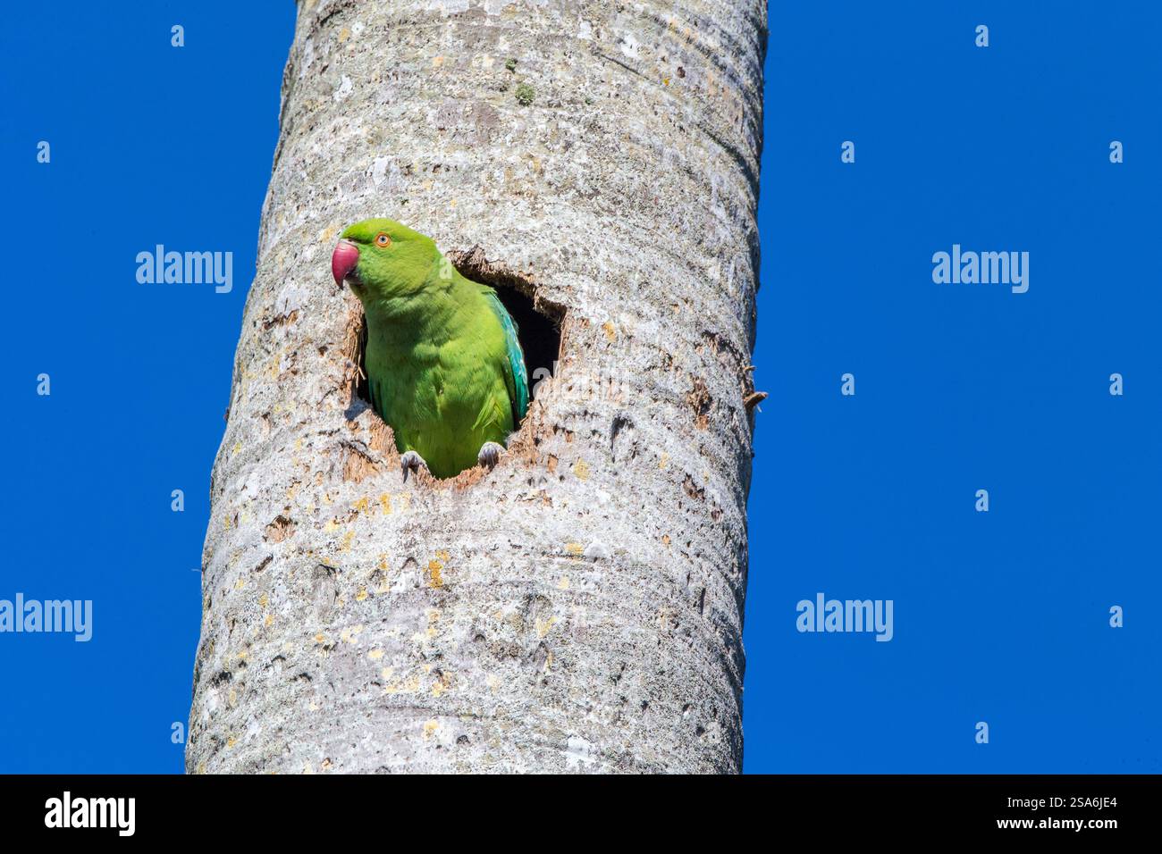 A rose-ringed parakeet observes from its cavity nest in a royal palm ...
