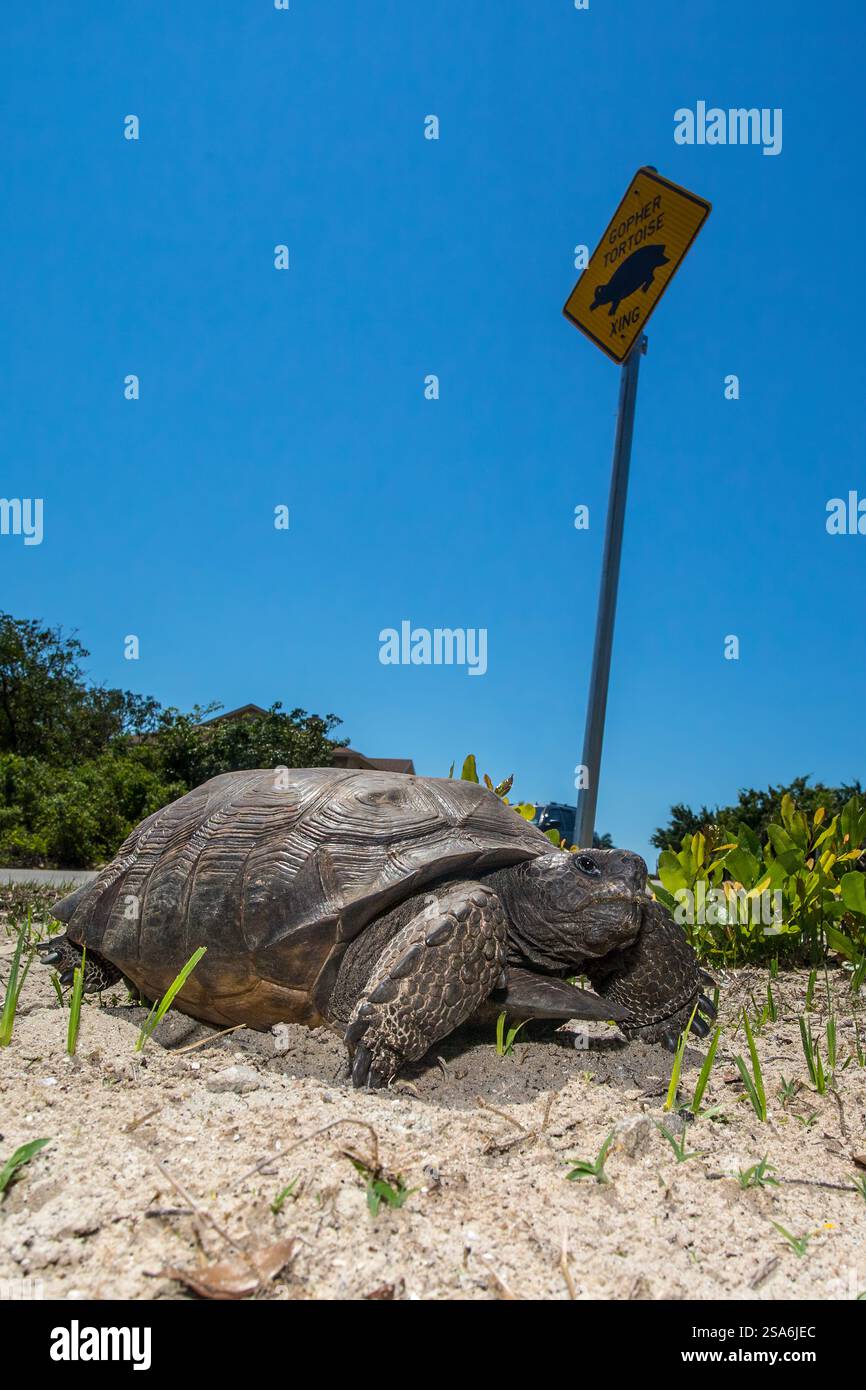 Florida. A gopher tortoise crosses a road Stock Photo - Alamy