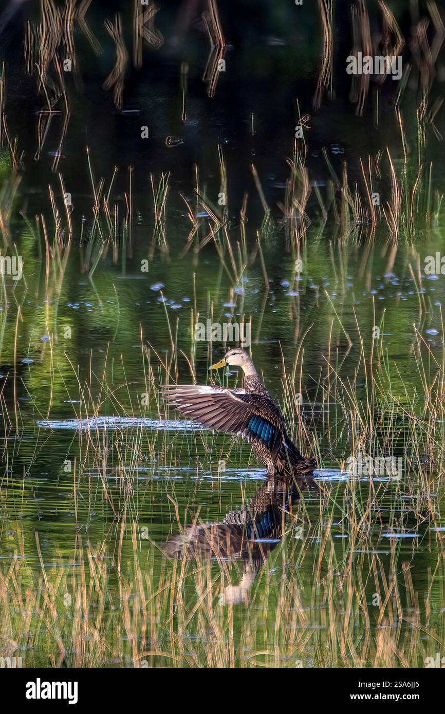 A Florida duck displays in a south Florida marsh Stock Photo - Alamy