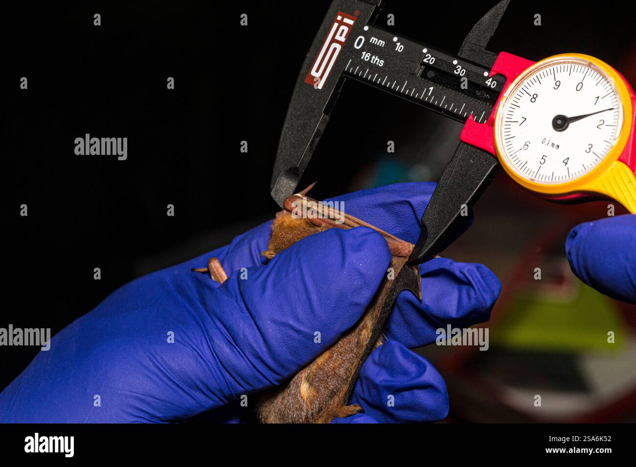 A Seminole bat is examined measured and marked, then released Stock ...