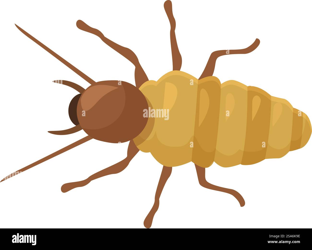 Termite insect pest crawling, a small animal with six legs and a long ...