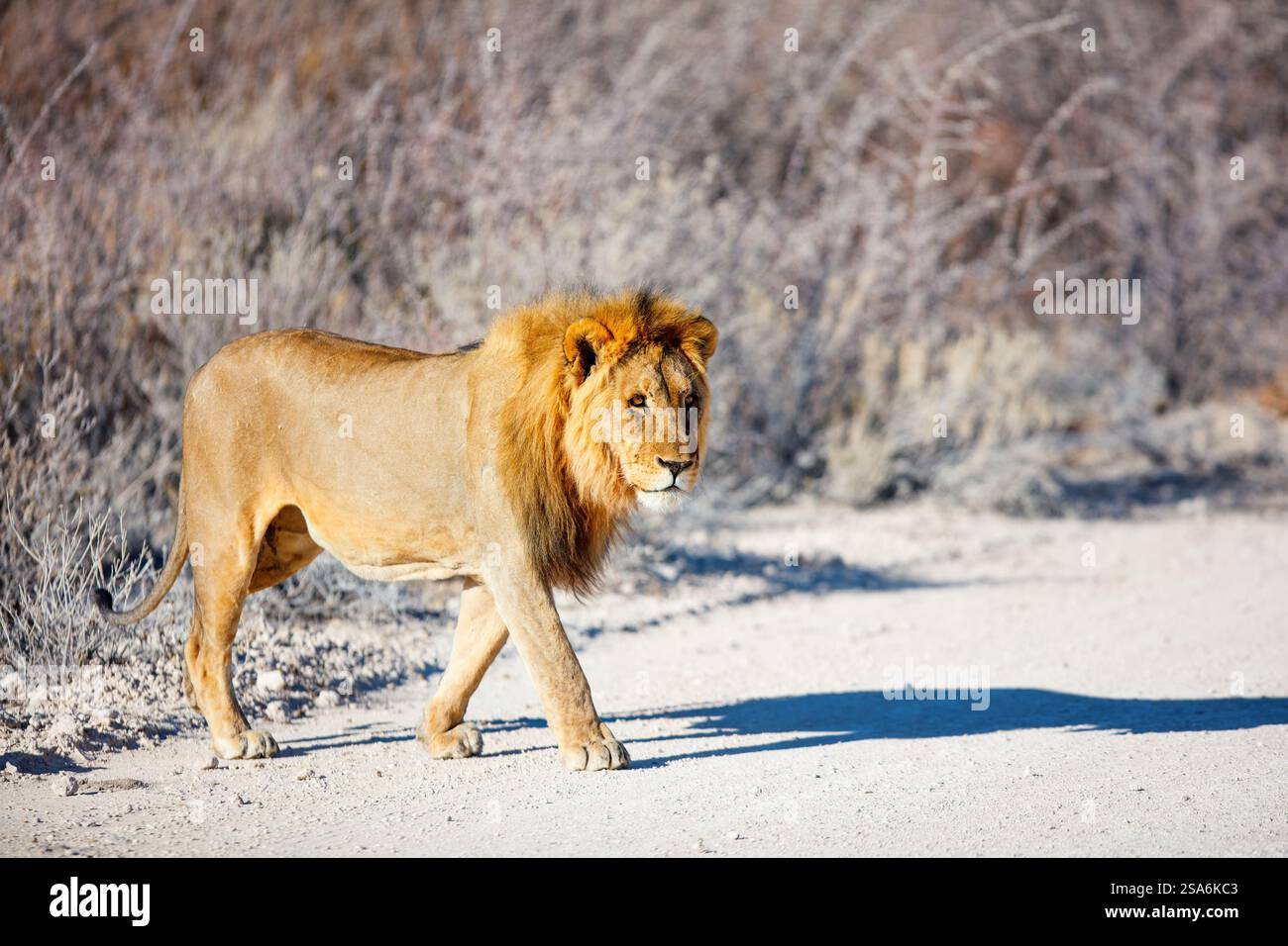 Big male lion crossing a road in Etosha national park in Namibia Stock ...