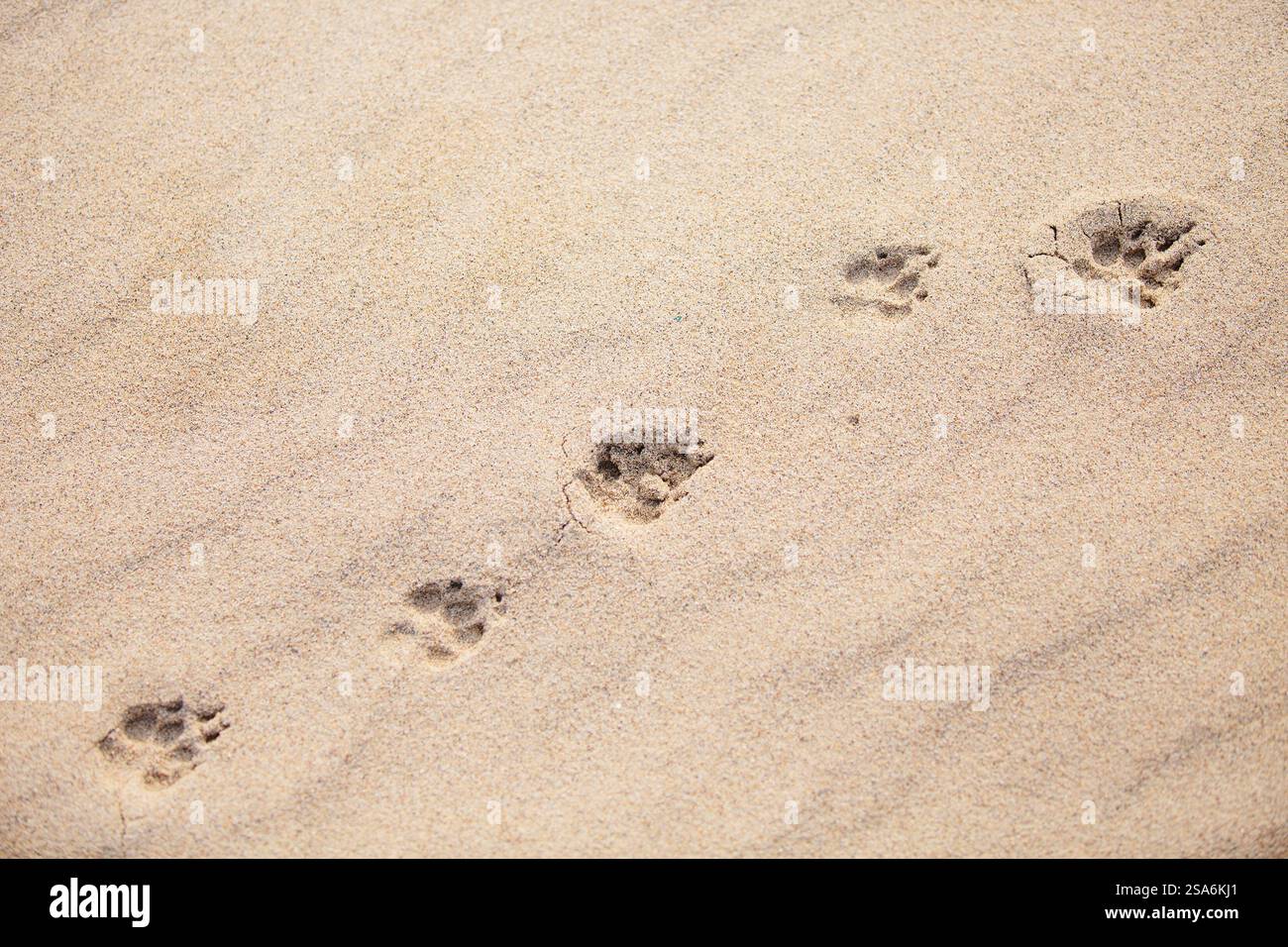 Jackals footprints on sand at Walvis bay in Namibia Stock Photo - Alamy