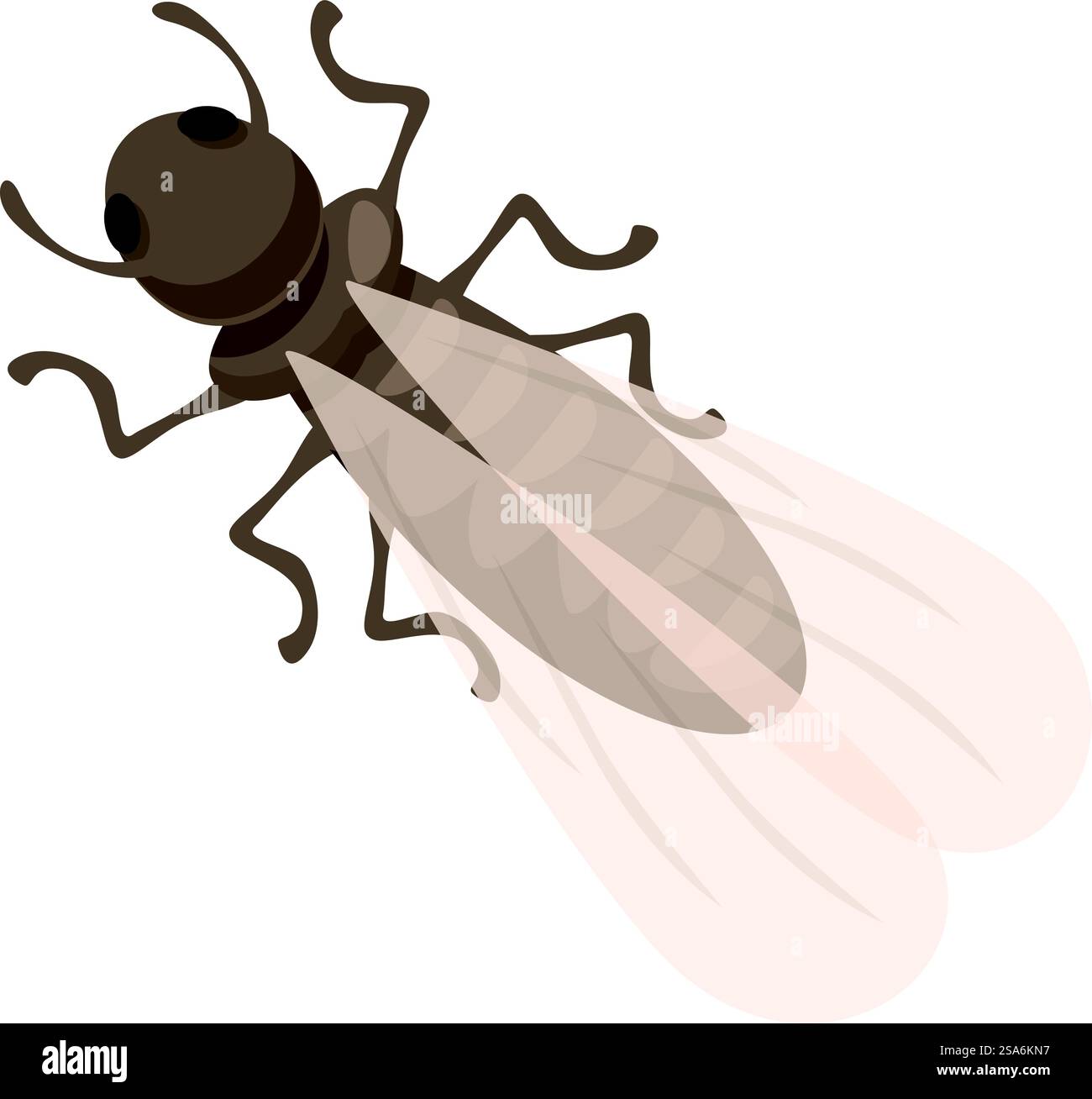 Brown termite with large, translucent wings is preparing for a ...