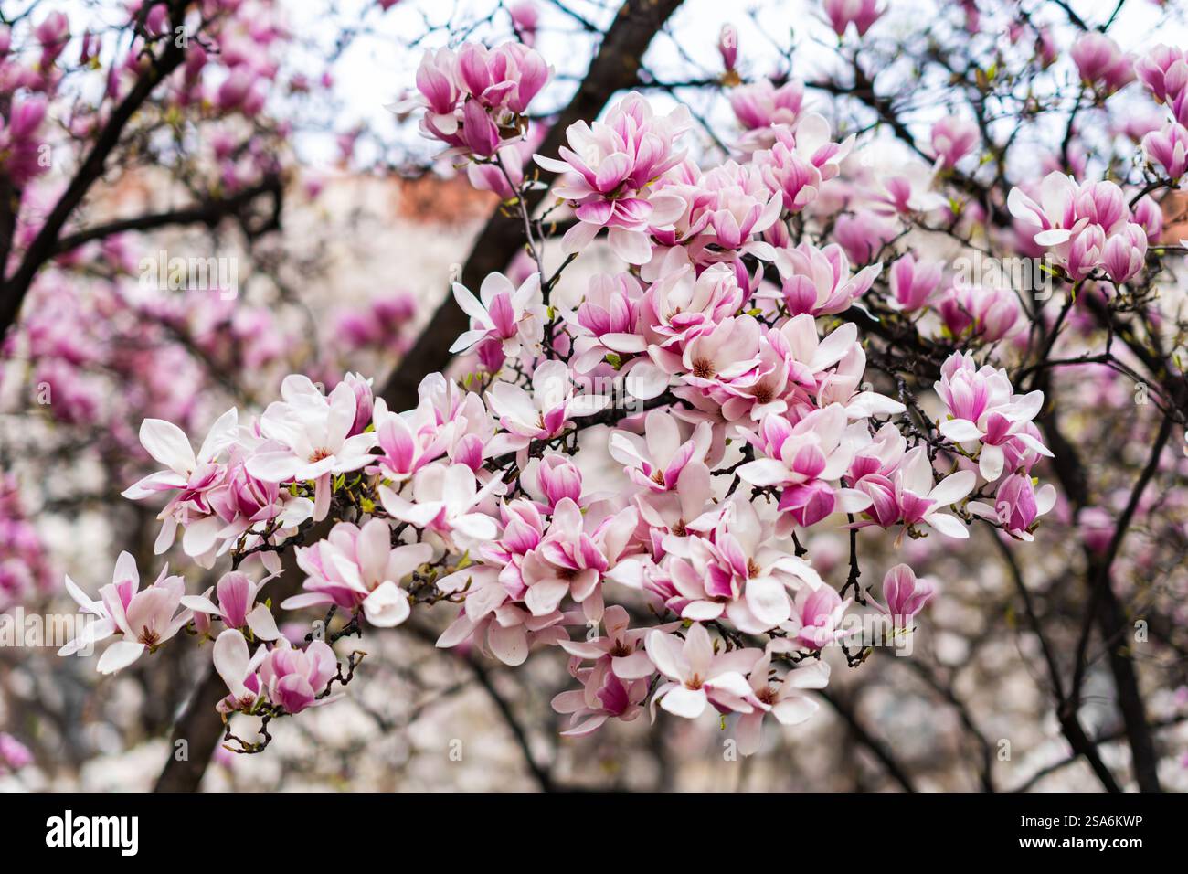 Spring japanese magnolia tree hi-res stock photography and images - Alamy
