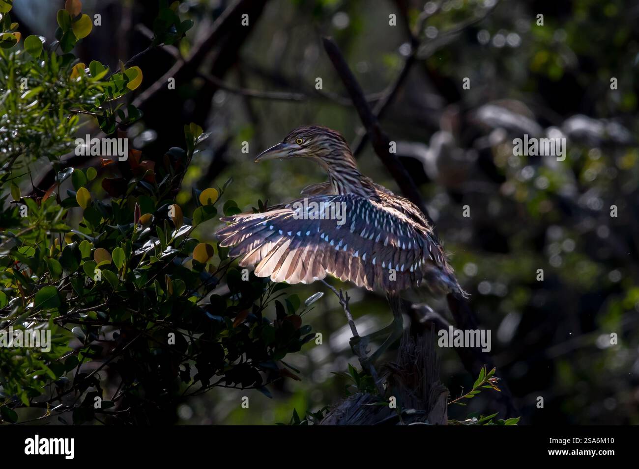 A fledgling black-crowned night-heron exercising it's wings Stock Photo ...