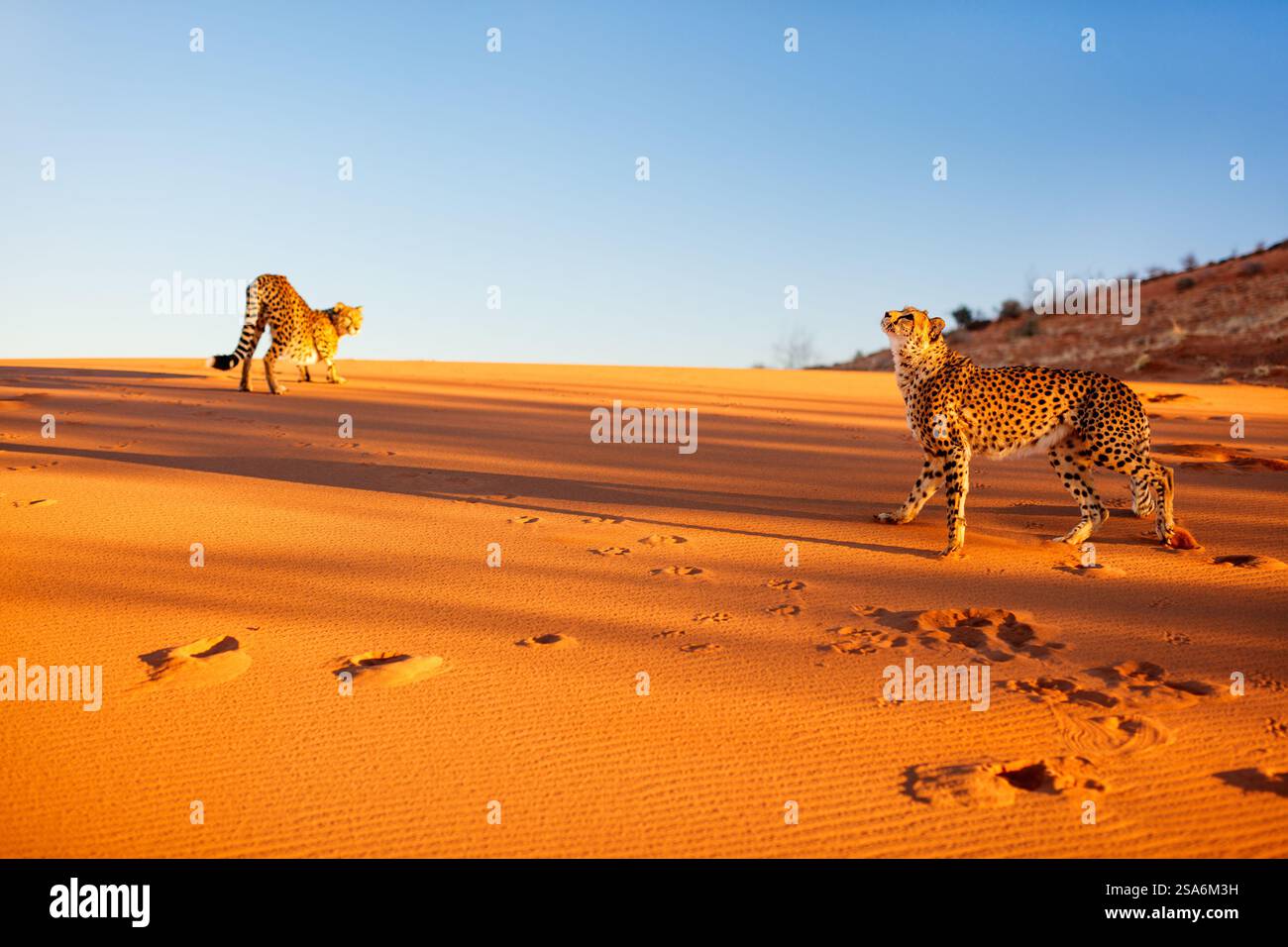 Two beautiful cheetahs outdoor on red sand dune early in the morning at ...