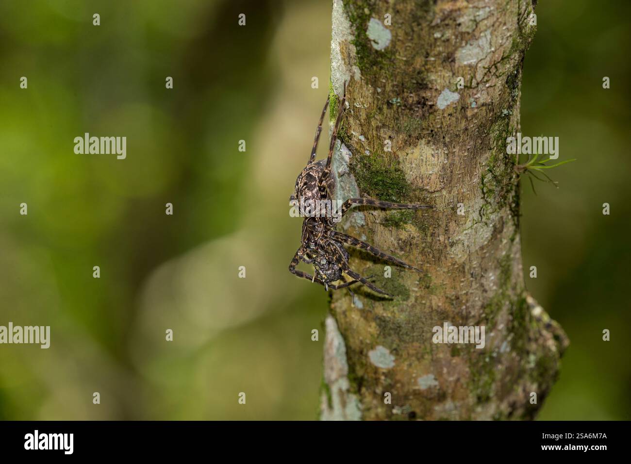An exotic huntsman spider crawls on a pop ash tree Stock Photo - Alamy