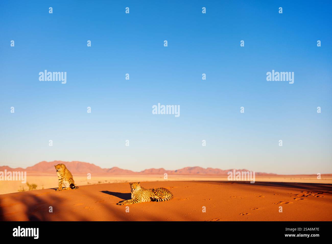 Beautiful cheetah outdoor on red sand dune early in the morning at ...