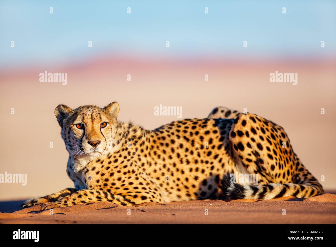 Beautiful cheetah outdoor on red sand dune early in the morning at ...