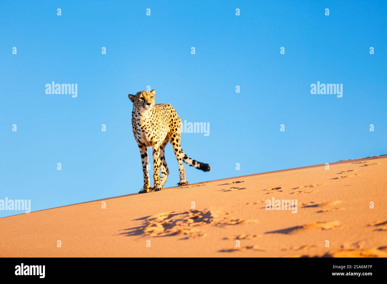 Beautiful cheetah outdoor on red sand dune early in the morning at ...