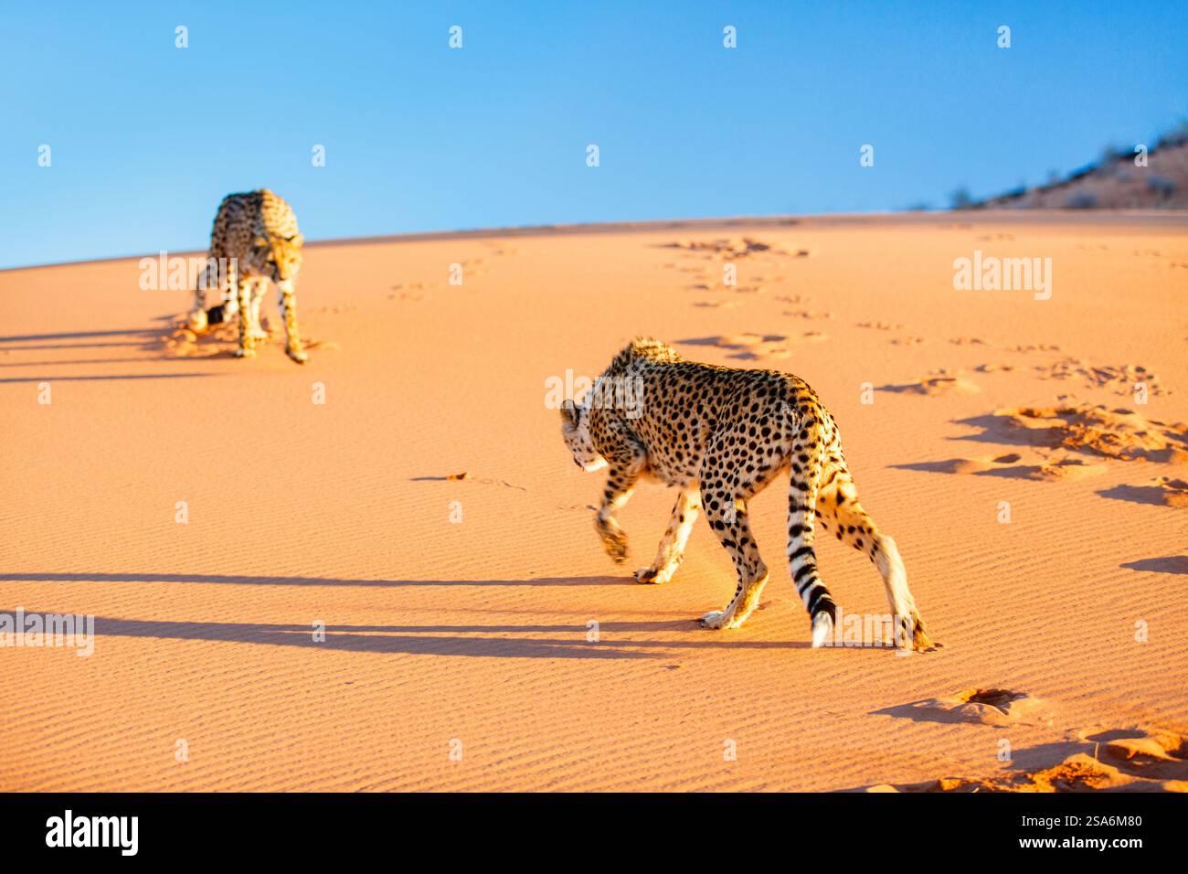 Beautiful cheetah outdoor on red sand dune early in the morning at ...