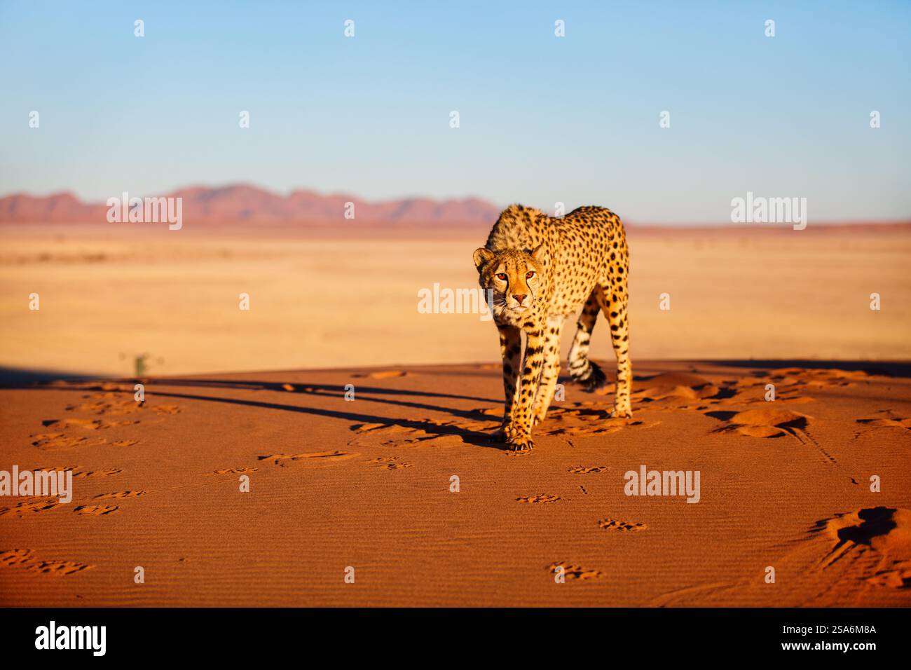 Beautiful cheetah outdoor on red sand dune early in the morning at ...