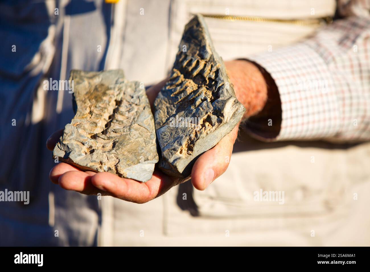 Mesosaurus fossil in Africa Namibia Stock Photo - Alamy