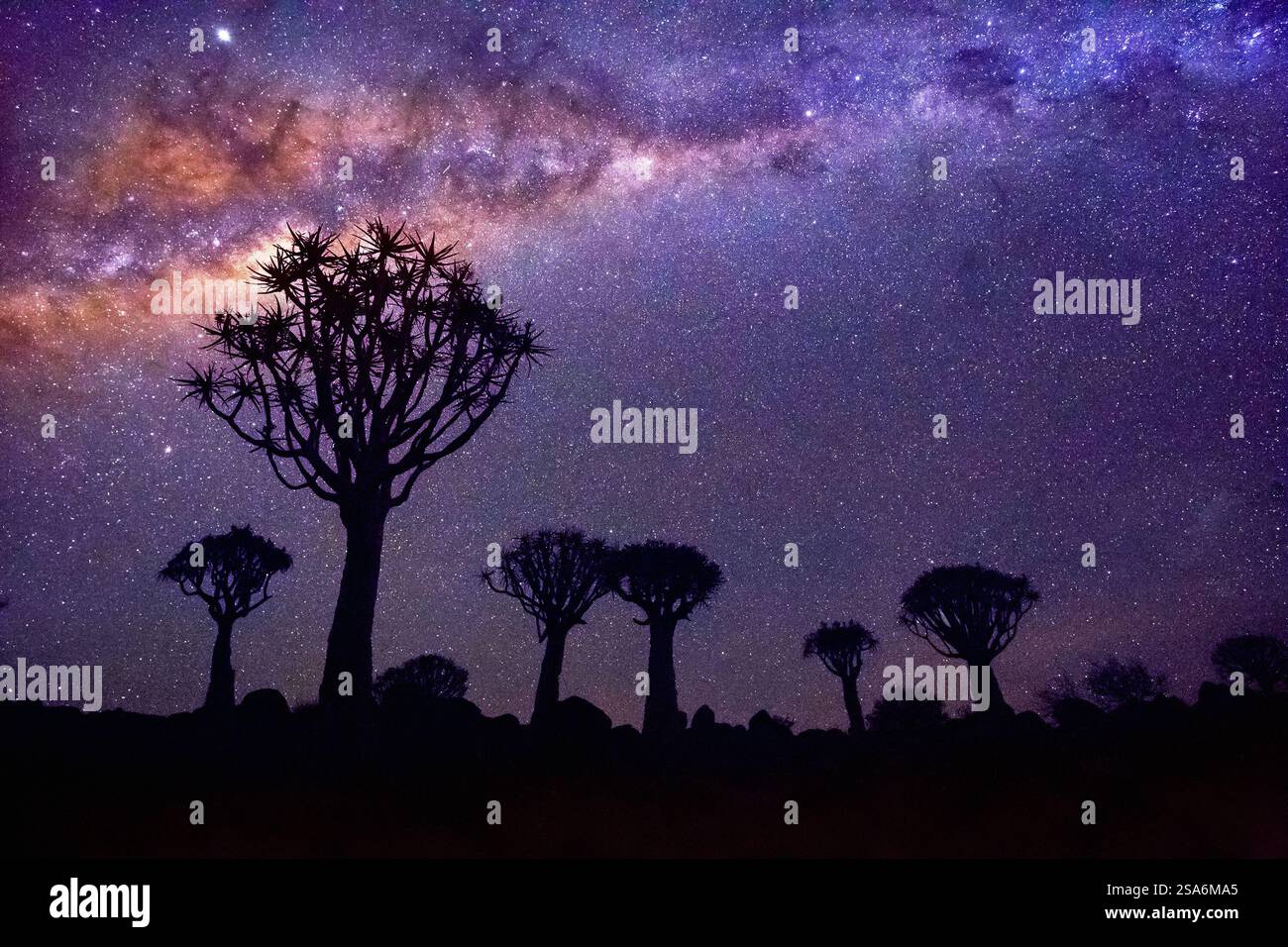 Night landscape of quiver tree forest near Keetmanshoop in Namibia at ...