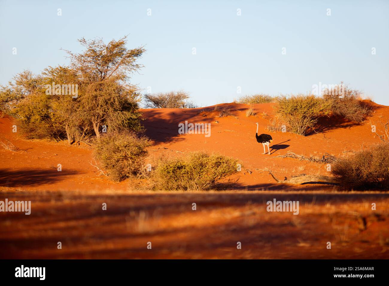 Beautiful landscape of Kalahari desert in Namibia with orange sand ...