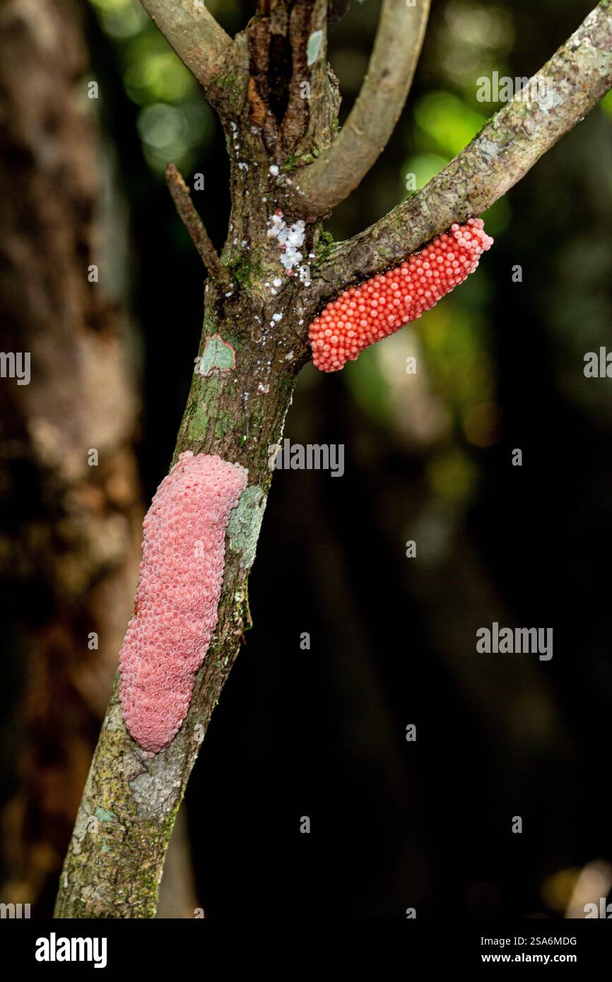 The egg mass of a Channeled Apple snail attached to a pop ash tree ...