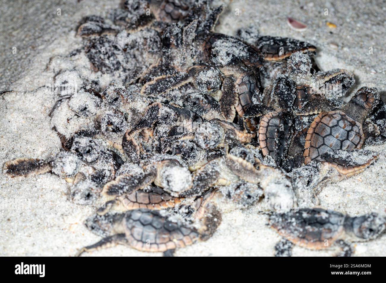 Hatching loggerhead see turtles emerge out of the sand Stock Photo - Alamy