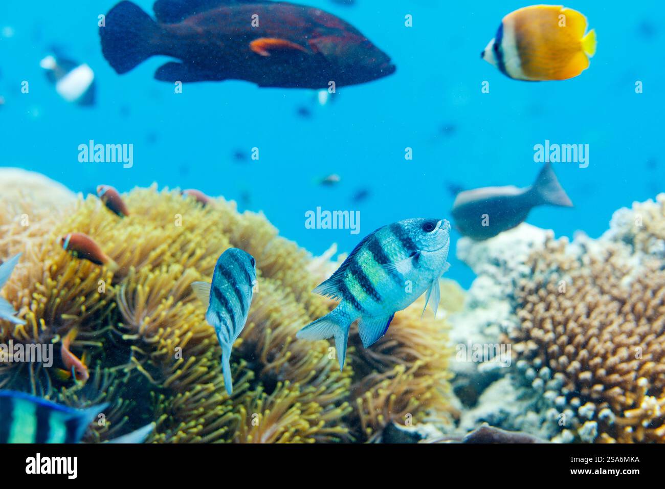 Beautiful colorful coral reef and tropical fish underwater in Maldives ...