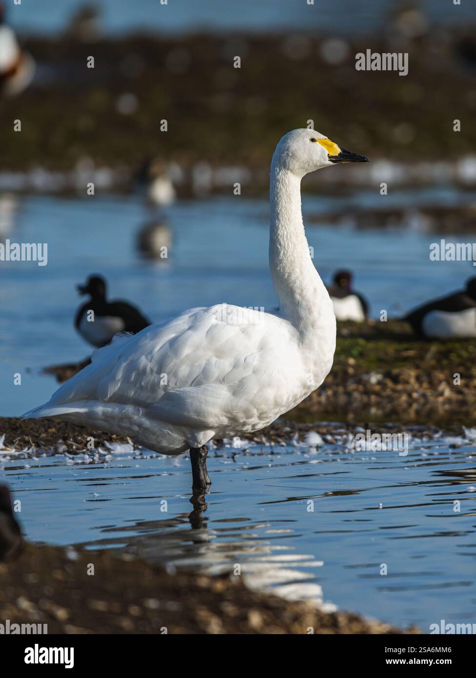 Tundra Swan, Bewick's Swan, Cygnus columbianus at winter in Slimbridge ...