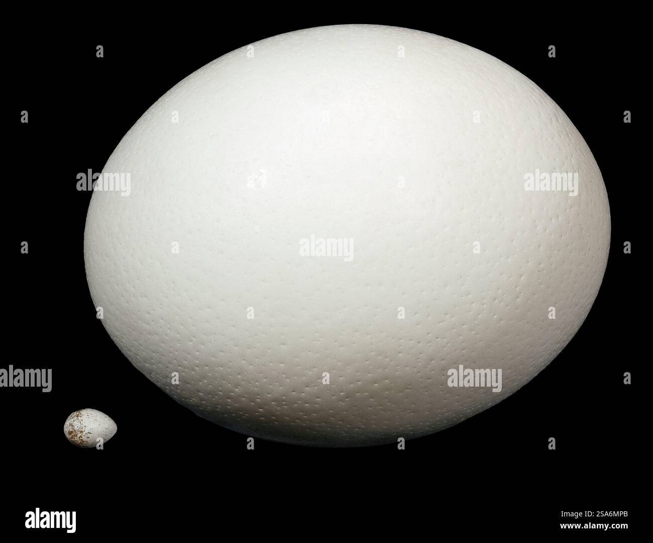 Size comparison of an ostrich and hummingbird egg Stock Photo - Alamy