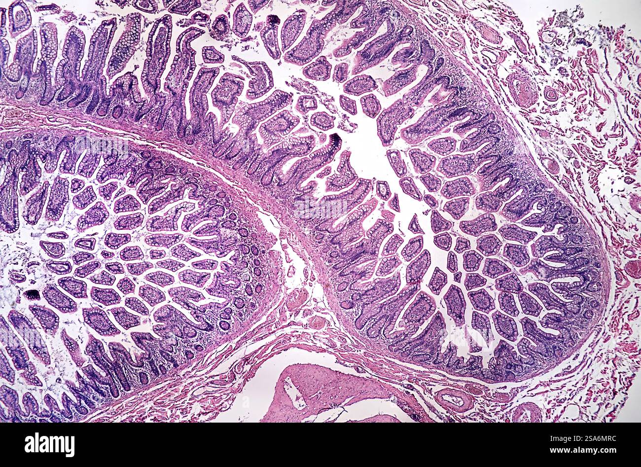 Cross-section of ileum villi from the intestines, imaged at 20x ...