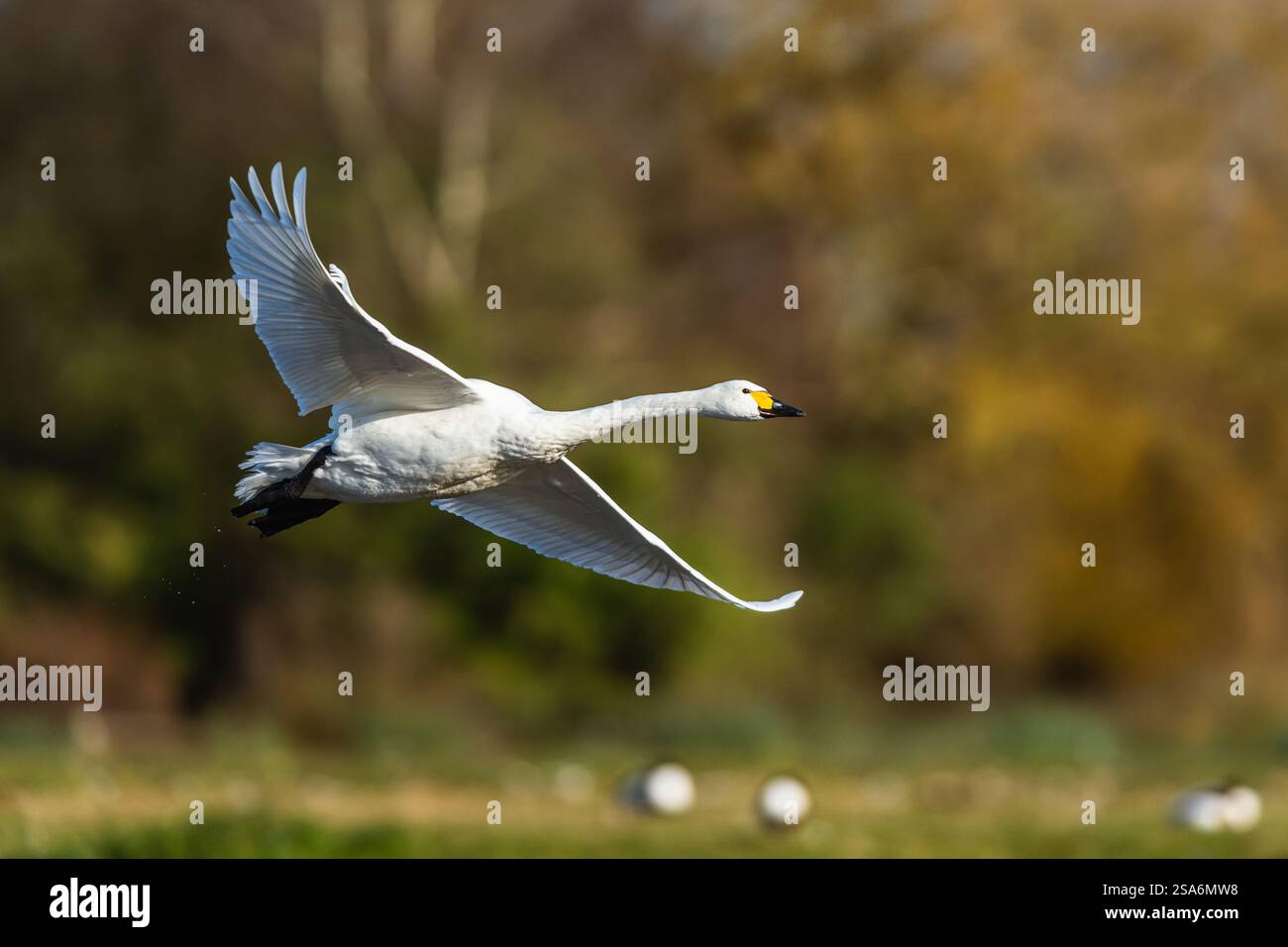 Tundra Swan, Bewick's Swan, Cygnus columbianus at winter in Slimbridge ...