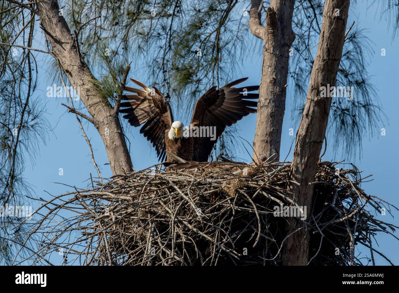 Nesting bald eagles with young on Marco Island, Florida Stock Photo - Alamy