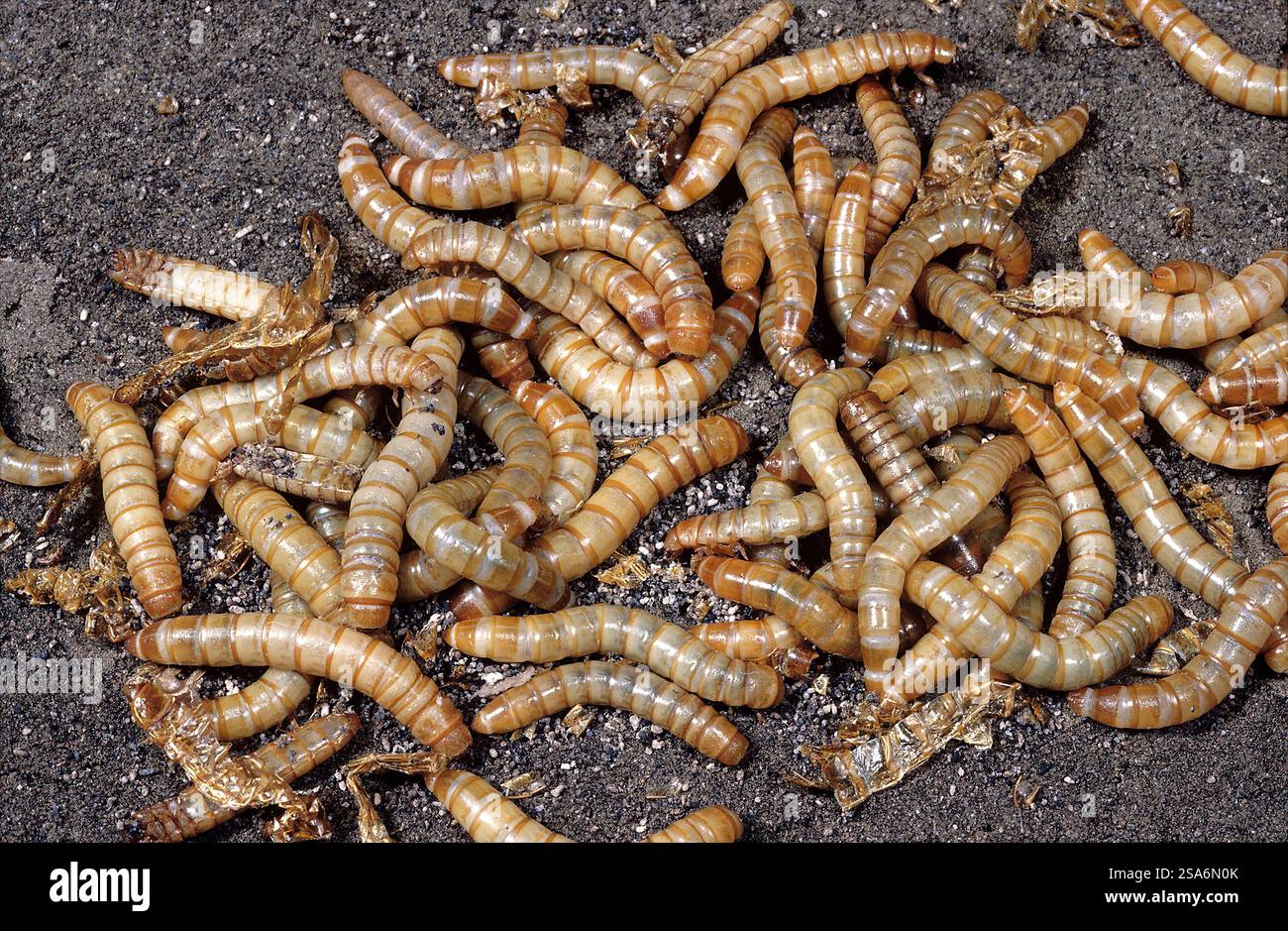 Dark mealworm beetle larvae (Tenebrio obscurus Stock Photo - Alamy