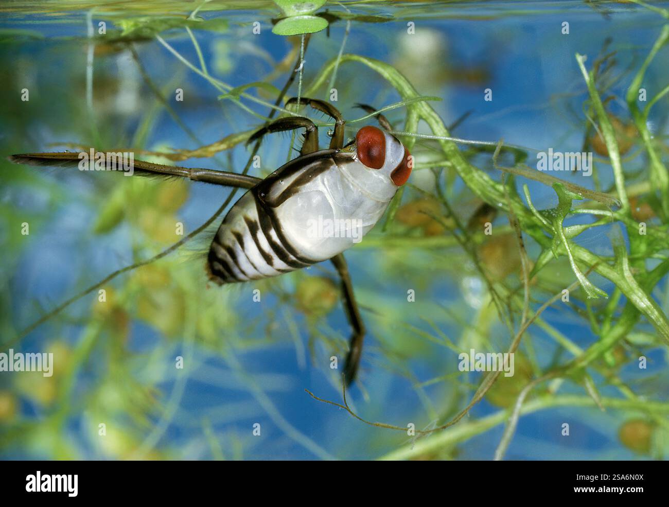 Red eyed backswimmer hi-res stock photography and images - Alamy