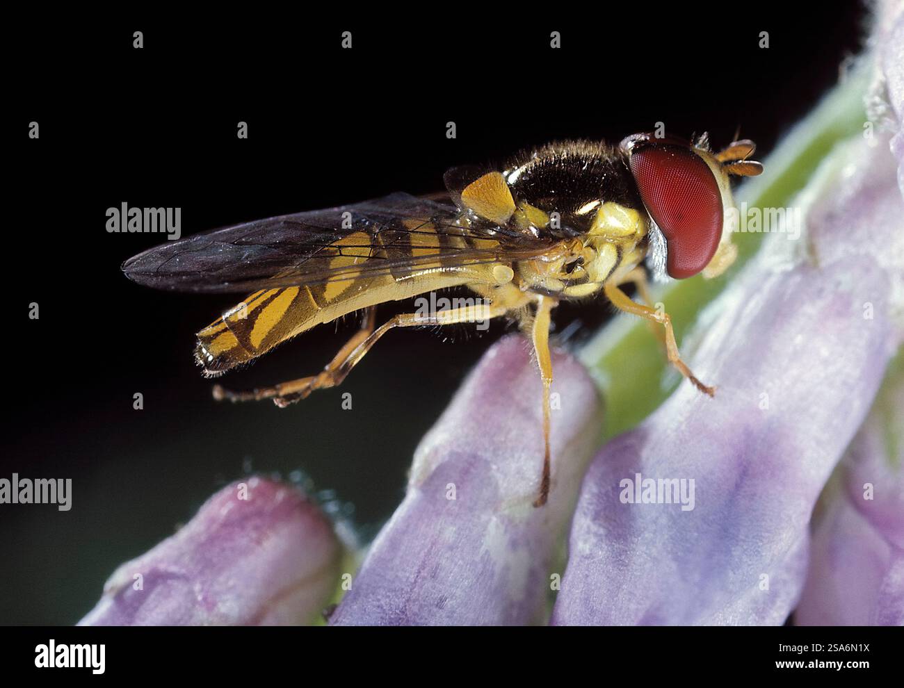 Syrphid fly (family Syrphidae) displaying its halteres—small, knobbed ...