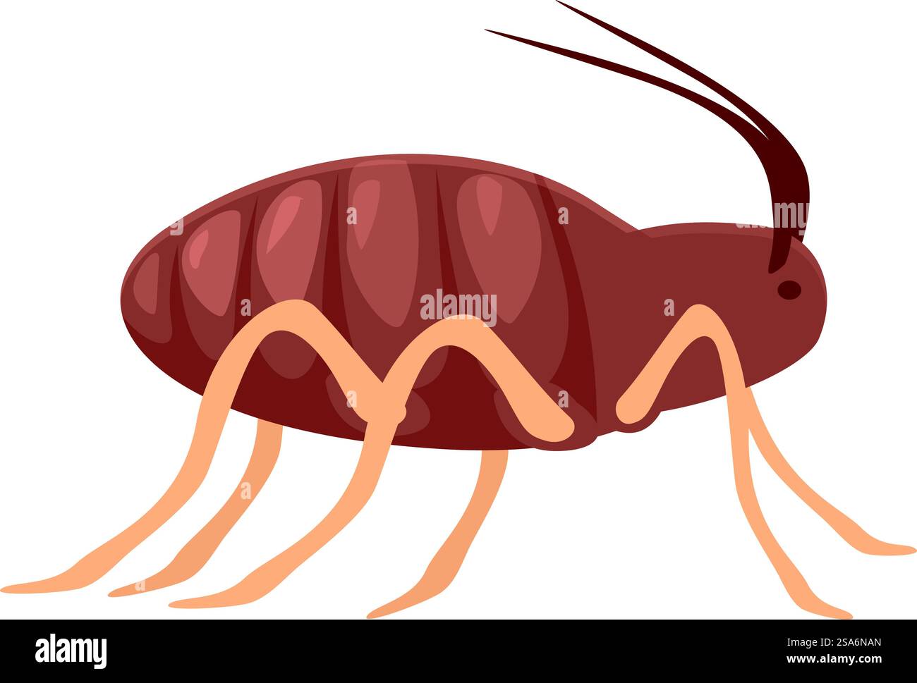 Brown flea insect is crawling on a white background. Brown flea insect ...