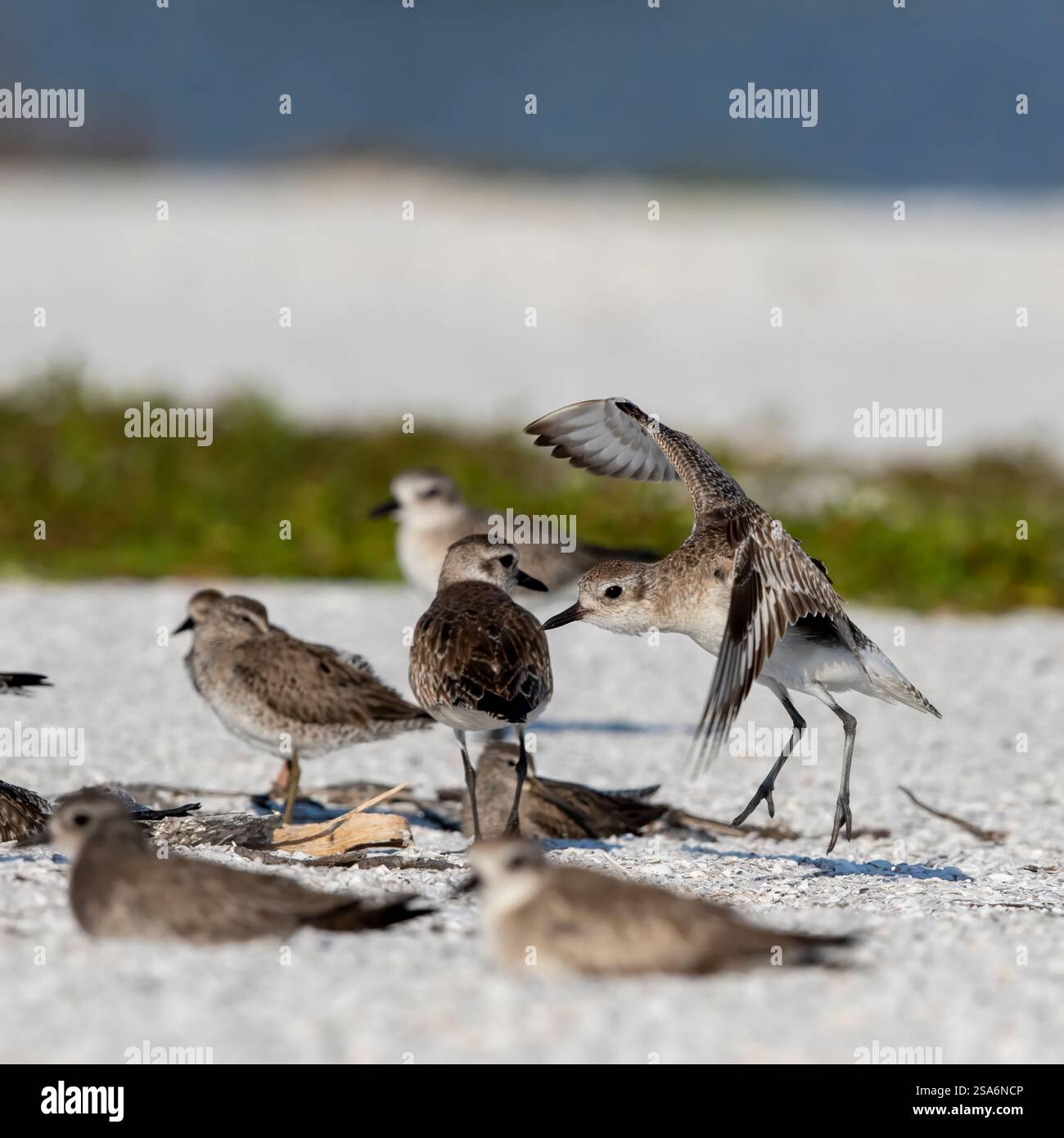 Wilson's plover landing on a beach in south Florida Stock Photo - Alamy