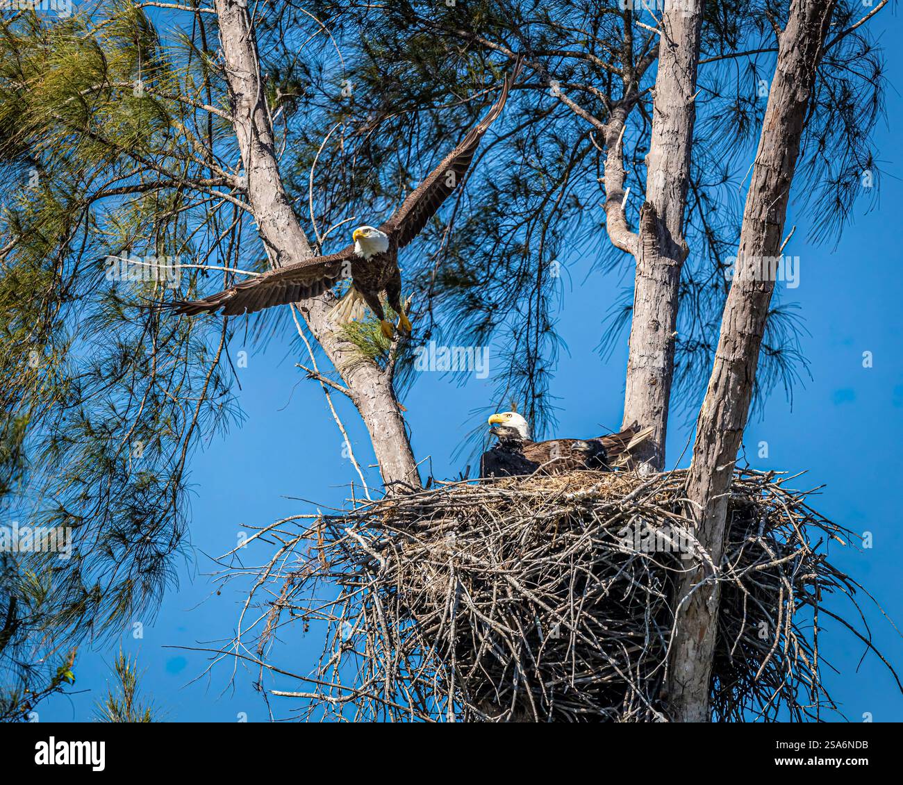 Nesting bald eagles with young on Marco Island, Florida Stock Photo - Alamy