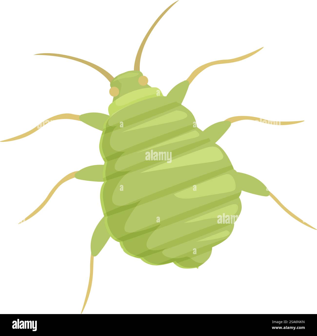 Green aphid insect pest is crawling on a white background. Green aphid ...