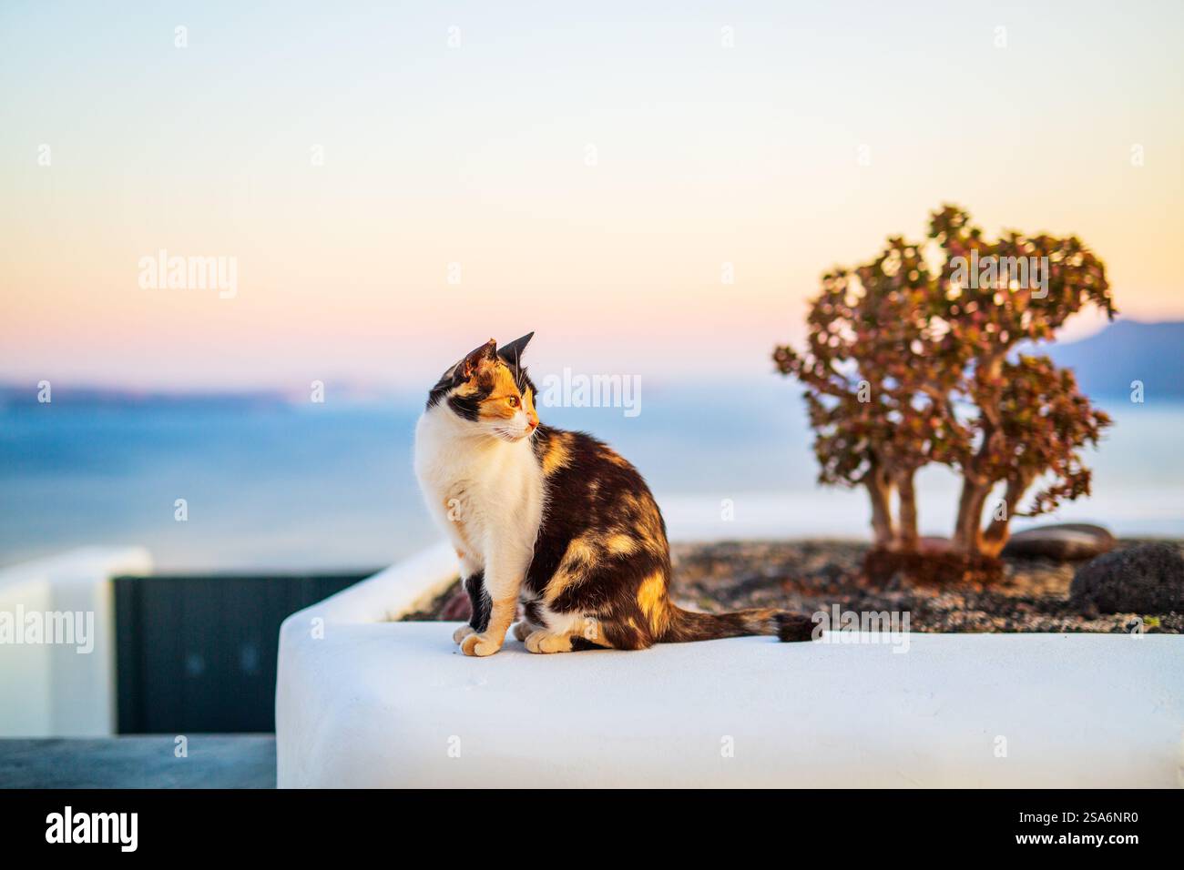 Cute cat in Oia village on Santorini island in Greece Stock Photo - Alamy