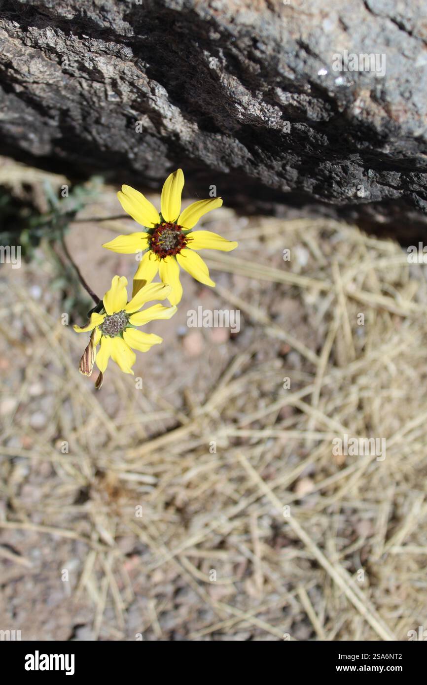 Two chocolate flower blooms at Fort Davis, Texas Stock Photo - Alamy