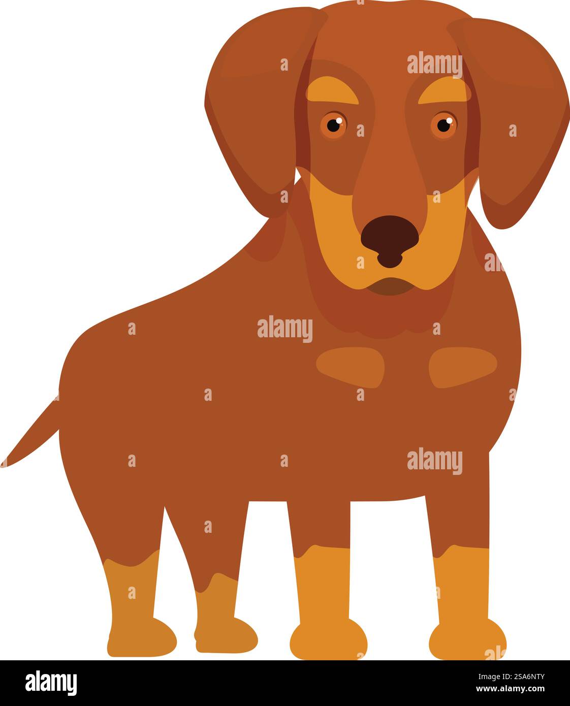 Cartoon illustration of a brown dachshund dog standing and looking ...
