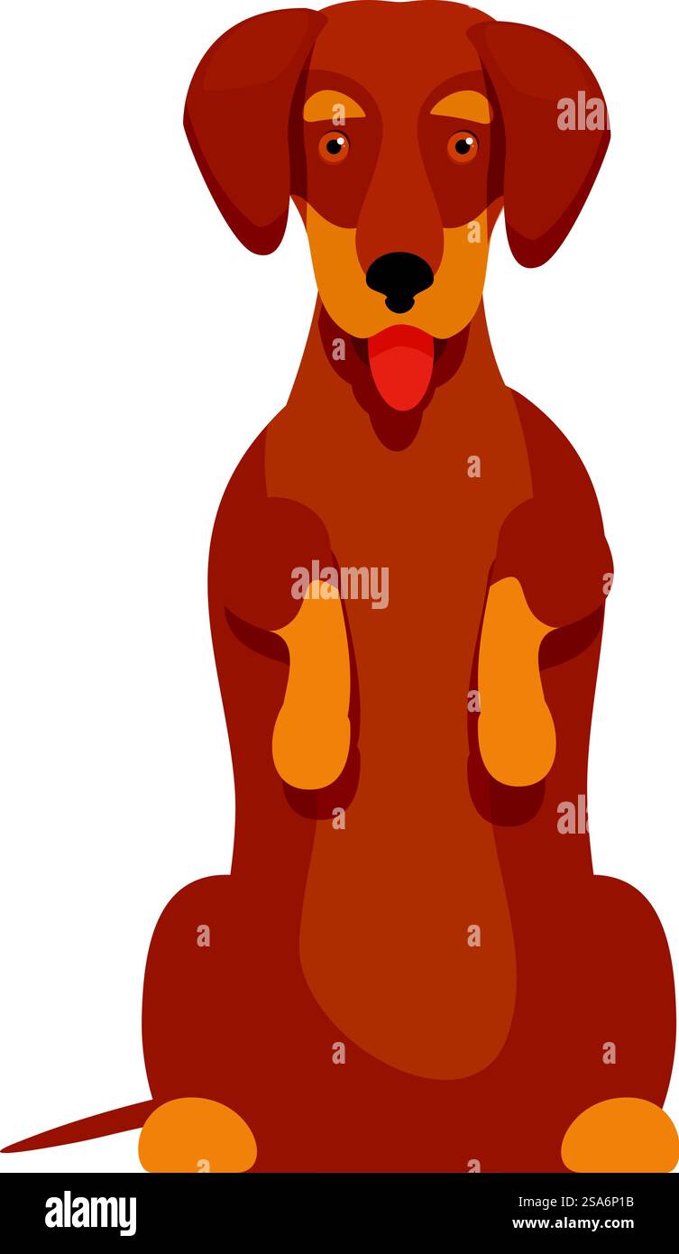 Brown dachshund dog is sitting up and begging for a treat. Brown ...