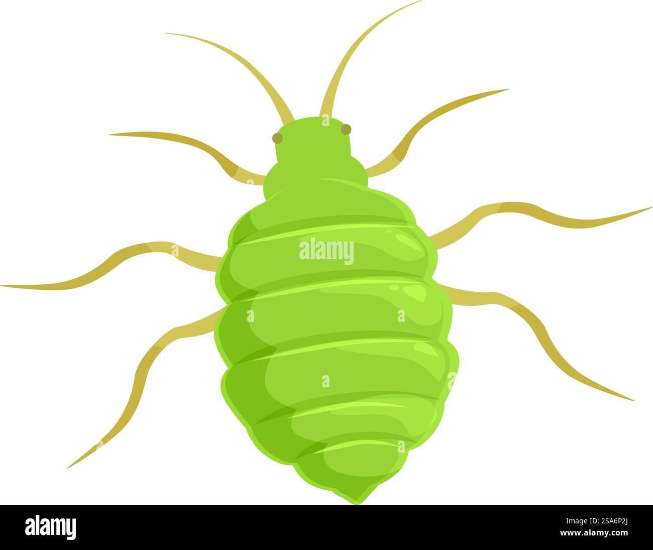 Green aphid insect with long legs and antennae, a common garden pest ...