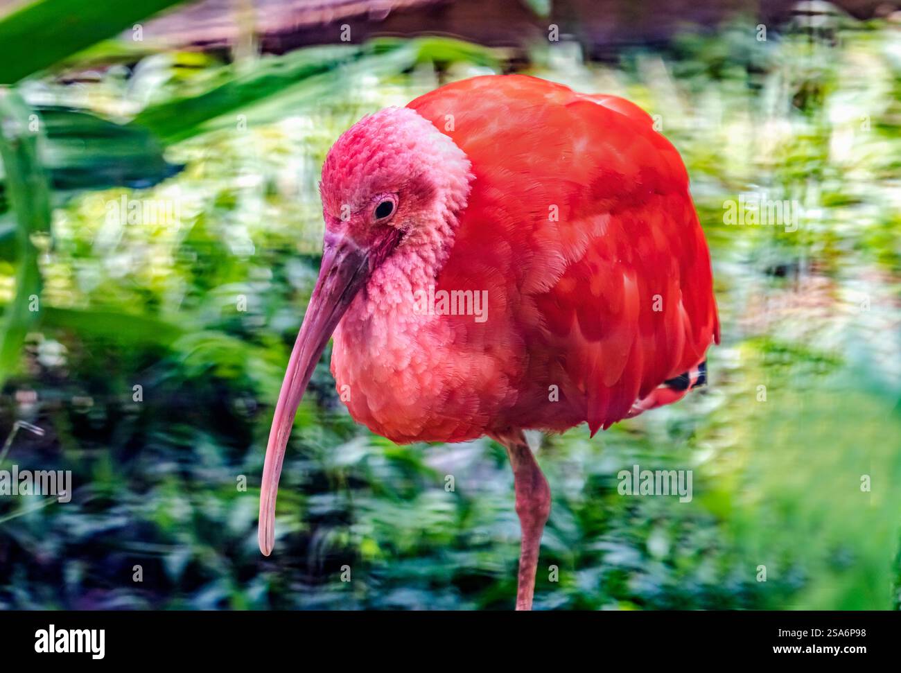 Colorful scarlet, Waikiki, Honolulu, Hawaii. Tropical bird native to ...