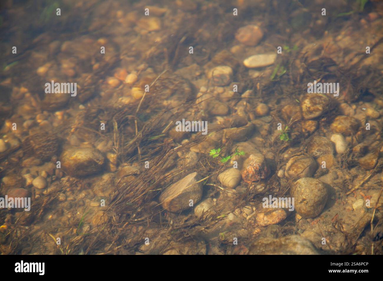 Green tina on swamp hi-res stock photography and images - Alamy